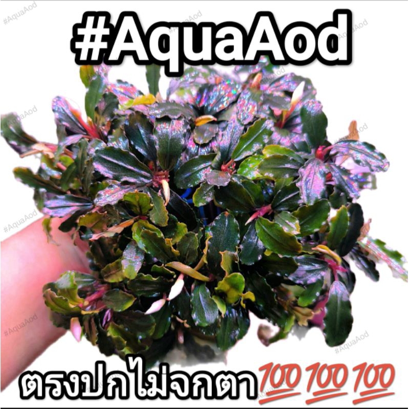 บูเซฟบราวนี่โกส ต้นไม้น้ำ (Bucep Brownie Ghost sp.) | Shopee Thailand