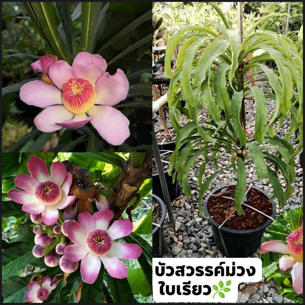 ต้นบัวสวรรค์ สีม่วง ใบเรียว บัวสวรรค์ กัตตาเวีย Gustavia insignis ...