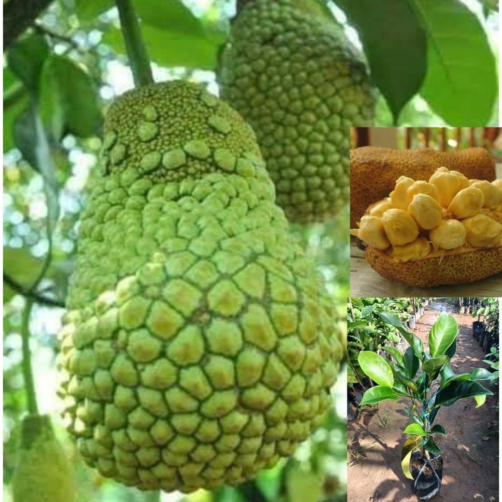 จำปาดะทุเรียน Cempedak durian เนื้อเป็นจำปาดะ กลิ่น เป็นทุเรียน เนื้อ ...