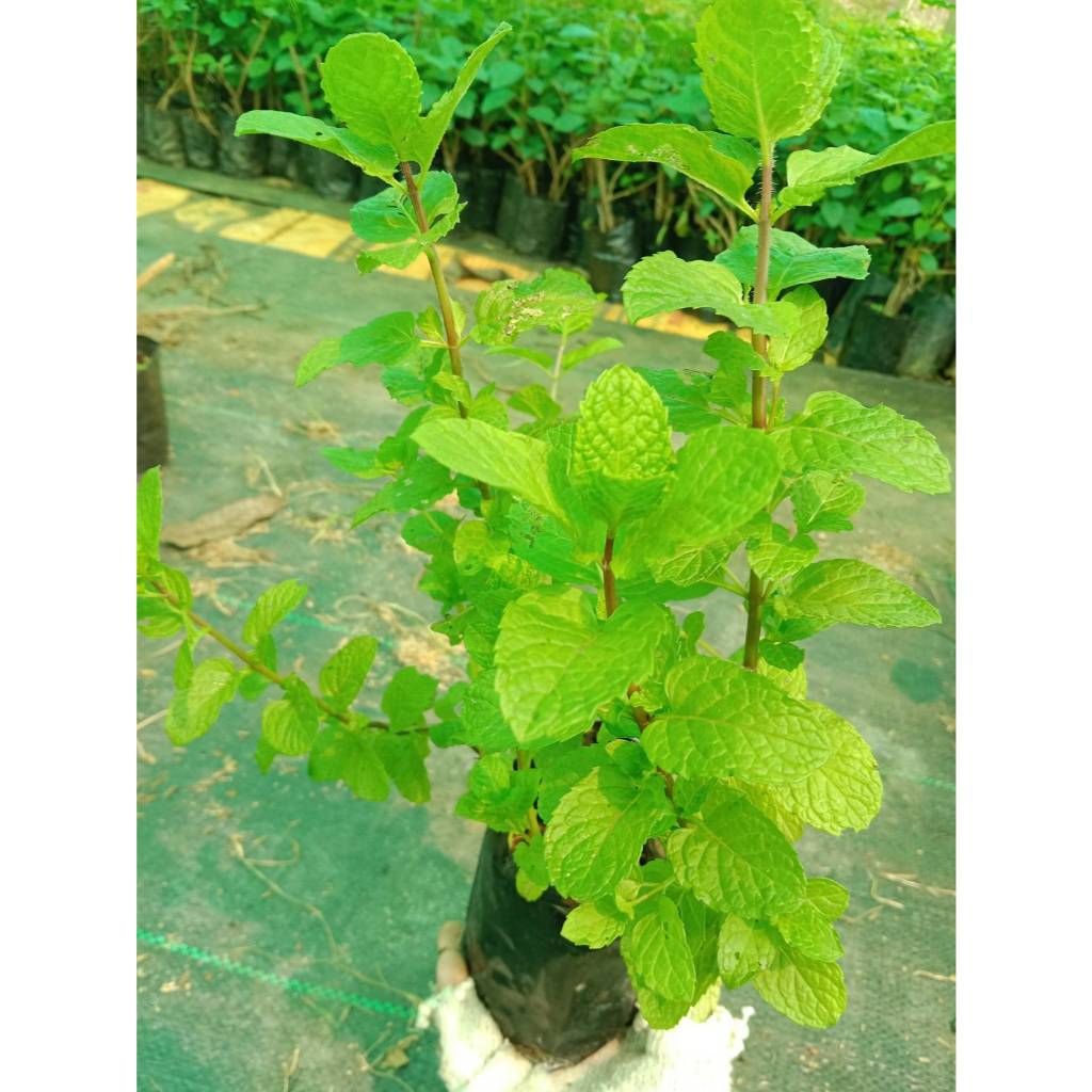 สะระแหน่ พร้อมปลูกในถุงดำ ถุงละ 39 บาท สะระแหน่ Lemon Balm Peppermint ...