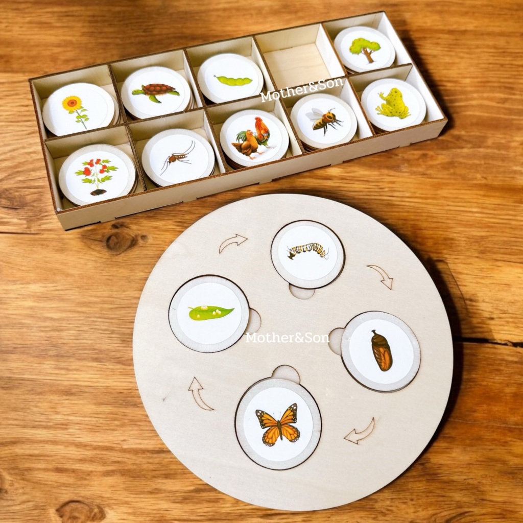 ชุดเรียนรู้วงจรชีวิต Montessori Life Cycle Plate | Shopee Thailand