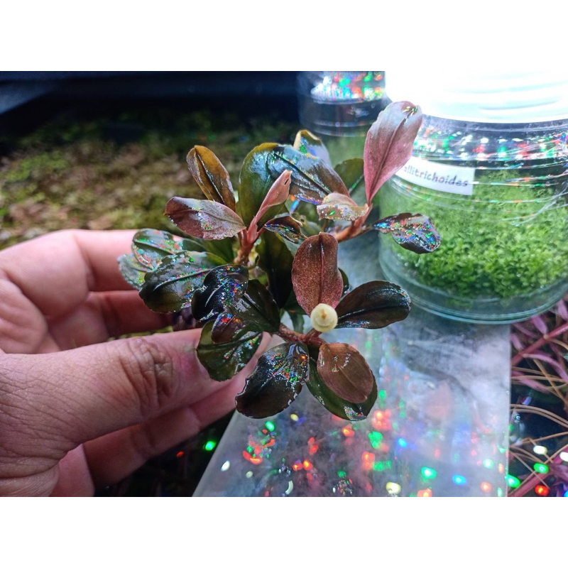 🎉พร้อมส่ง🎉 Bucephalandra Malawi Pink ต้นไม้น้ำ ไม้น้ำ บ้านไม้น้ำพรรณนา ...