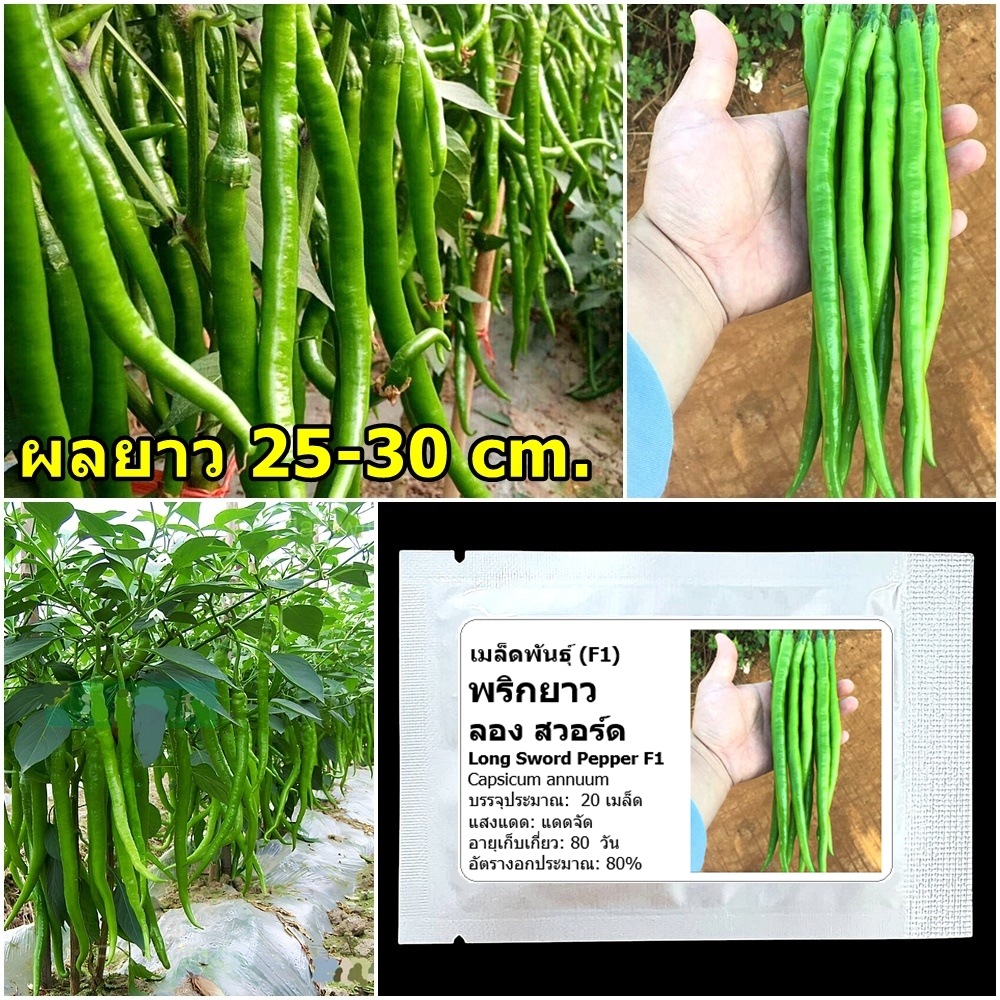 เมล็ดพันธุ์ พริกยาว ลองสวอร์ด Long Sword Pepper F1 Seed 20 เมล็ด คุณภาพ ...