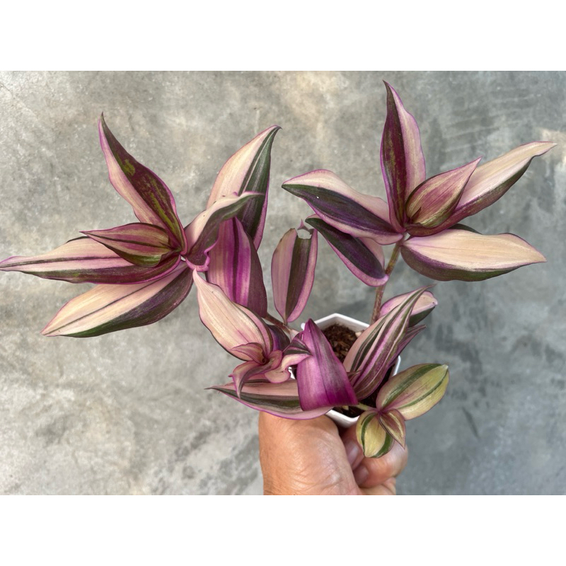 T.zebiana multicolor discolor ก้ามปูหลุดด่างหลากสี (คัดด่างมี 3 ต้นใน ...