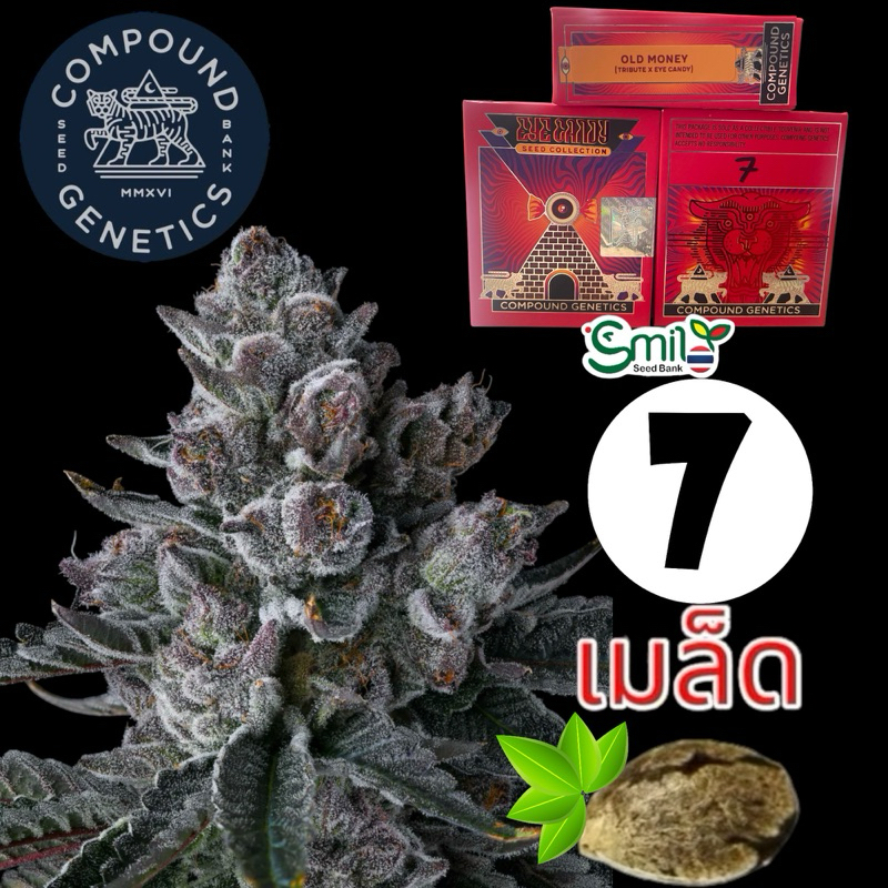เมล็ดกัญชา Old Money (Fem) EYE CANDY VOL.1 - Compound Genetics | Shopee ...