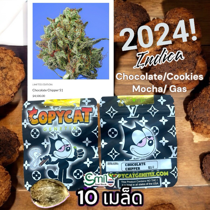 เมล็ดกัญชา Chocolate Chipper S1(Fem) Indica Fast* - Copycat Genetix ...