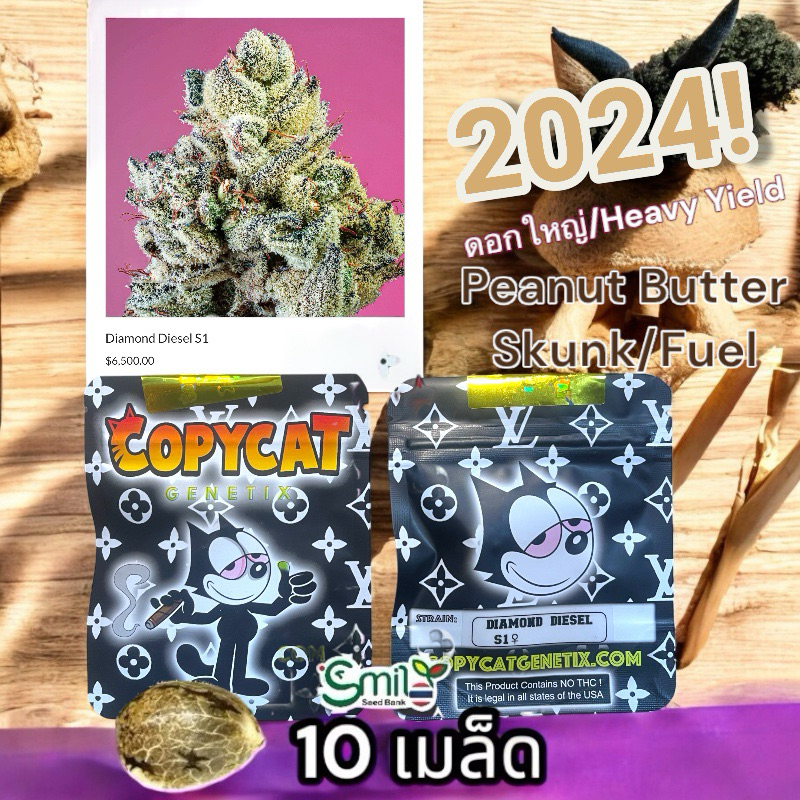 เมล็ดกัญชา Diamond Diesel S1 (Fem) แน่นๆ หนักๆ* - Copycat Genetix ...