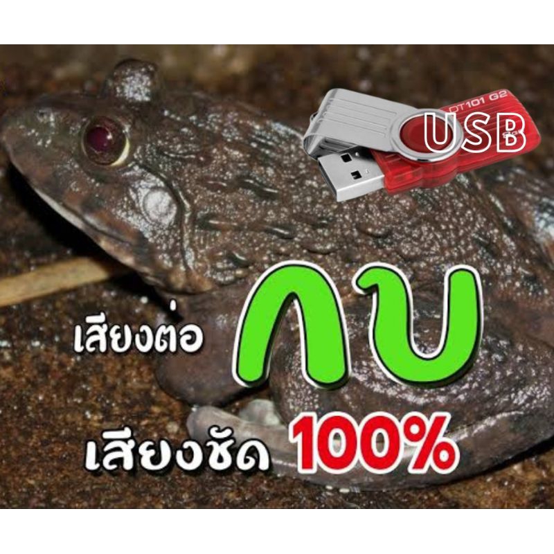 เสียงกบเสียงต่อกบusdต่อกบเสียงกบนาต่อได้นาน600นาที10 ชั่วโมง | Shopee ...