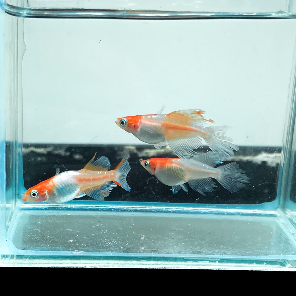 Medaka Breeding Set : ชุดไข่เมดากะ super rare HIBISCUS (เพาะเลี้ยง ...