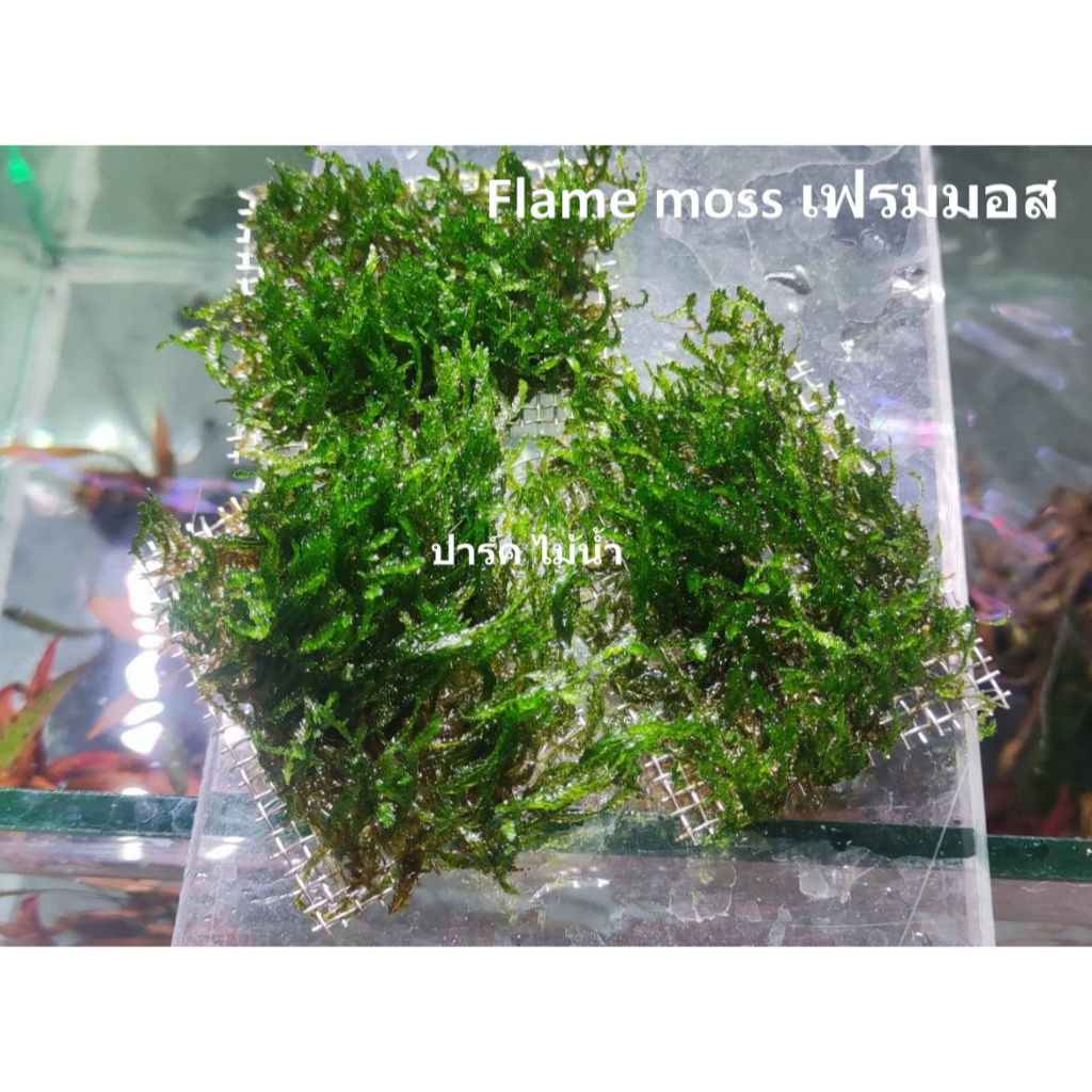 Flame moss เฟรมมอส พันตะแกรง ร้านปาร์ค ไม้น้ำพร้อมส่ง | Shopee Thailand