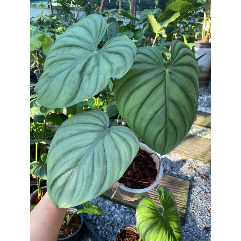 Philodendron sp.colombia ฟิโลเดรนดอน เอสพี โคลัมเบีย | Shopee Thailand