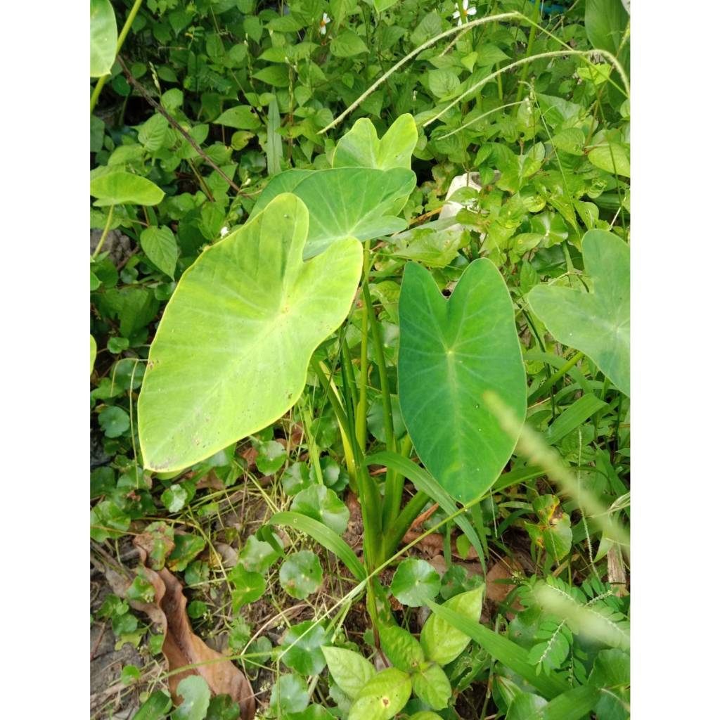 ต้นกล้า บอนหวาน บอนกินได้ทั้งต้น ไม่คัน ขายเป็นหัวตัดใบห่อตุ้มส่ง หัวละ ...