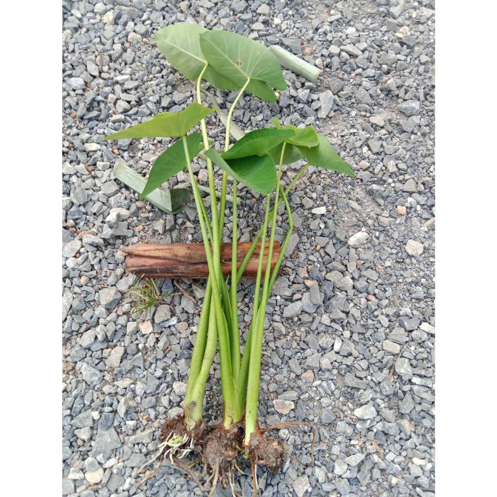 ต้นกล้า ตูน หรือ คูน ออดิบ ทูน ขายเป็นหัวๆ ตัดใบส่ง สำหรับปลูก ต้นละ 12 ...