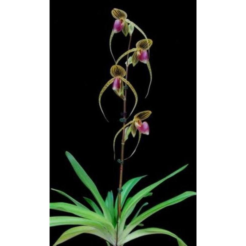 Paph.gigantifolium x Paph.rothschildianumขนาดกระถาง 4 นิ้ว | Shopee ...