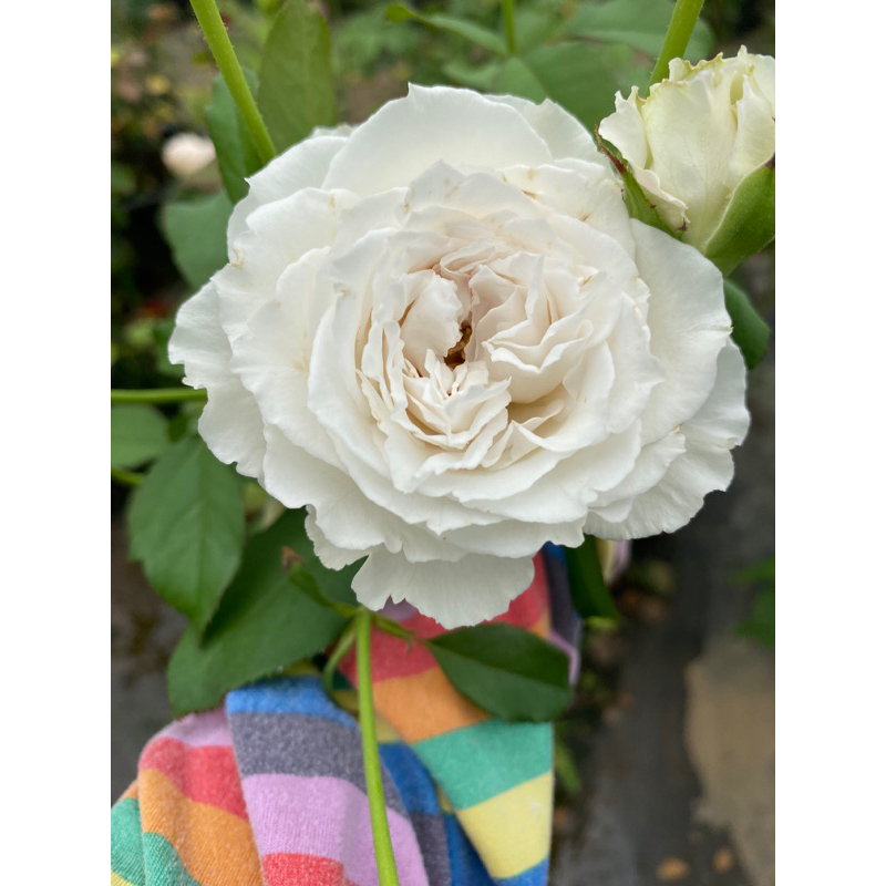 Creed rose 🌹 หอมแรง #อายุ 2 ปี กระถาง 12 นิ้ว | Shopee Thailand
