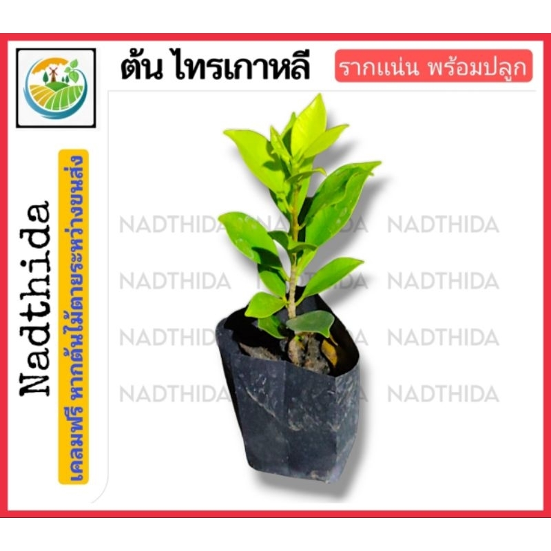 Nadthida ต้นไทรเกาหลี ไม้พร้อมปลูก ตรงปก ไม้ประดับ น่าปลูก ต้นไม้ตายระหว่างขนส่ง เคลมฟรี ...