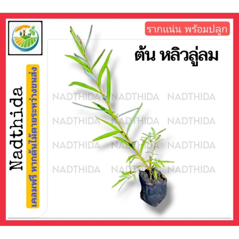 Nadthida ต้นหลิวลู่ลม กล้าไม้พร้อมปลูก หลิวลู่ลม ไม้มงคล ไม้ประดับ สวยงาม | Shopee Thailand