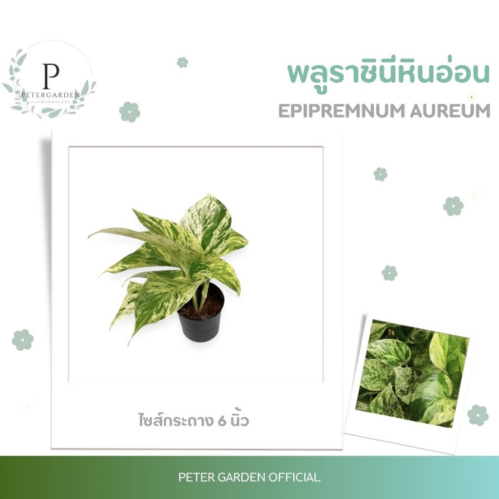 พลูราชินีหินอ่อน/พลูหินอ่อน/พลูด่าง Epipremnum Aureum ไซส์กระถาง 6 นิ้ว ...