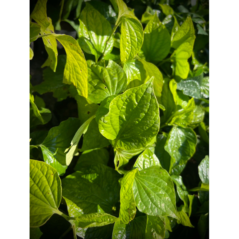 ต้น ชะพลู Chaplu Leaves ต้นใบชะพลู ผักสวนครัว สมุนไพรไทย ใช้ทานกับ ...