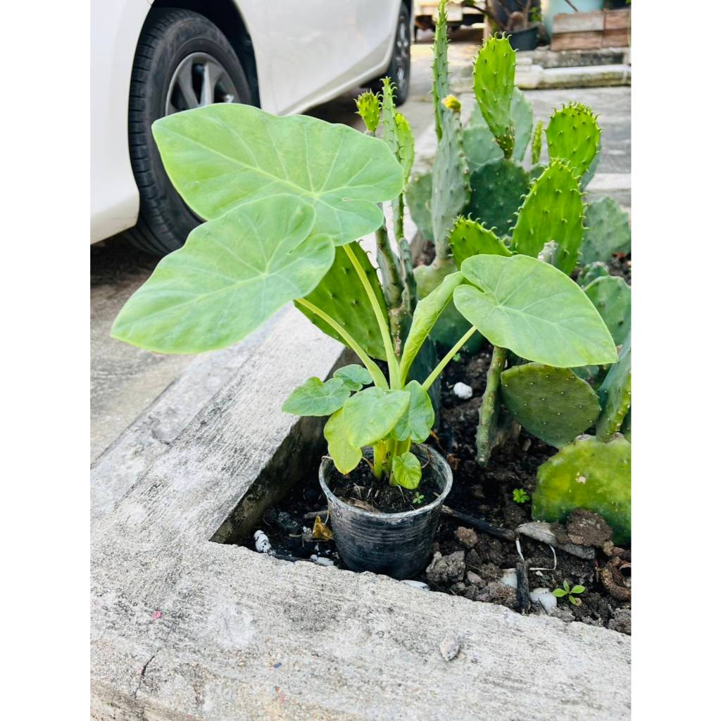 ☘️ต้นออดิบ กินได้ ส่งพร้อมกระถาง 1-2 ต้น กินดิบทำกับข้าวได้ คัดเกรด ...