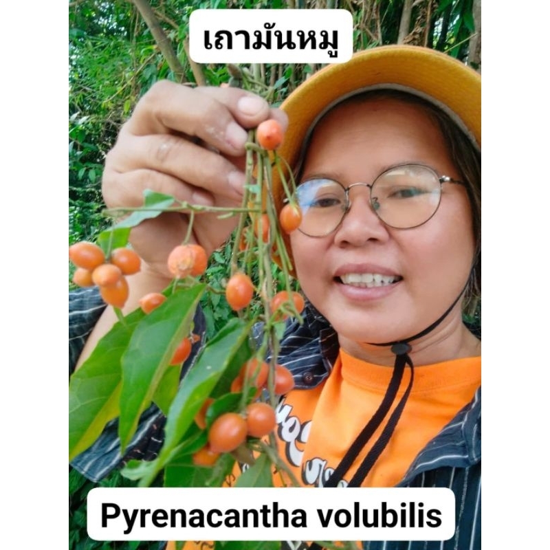 เถามันหมู Pyrenacantha volubilis ขายเมล็ดพันธุ์ 1 ชุด 50 บาทบรรจุ 10 ...