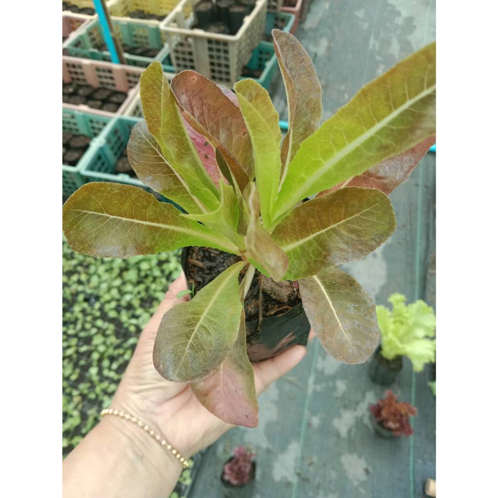 ต้นพันธุ์ ผักสลัดเรดคอส red cos พร้อมปลูกถุงดำ 29 บาท สลัด เรดคอส (Red ...
