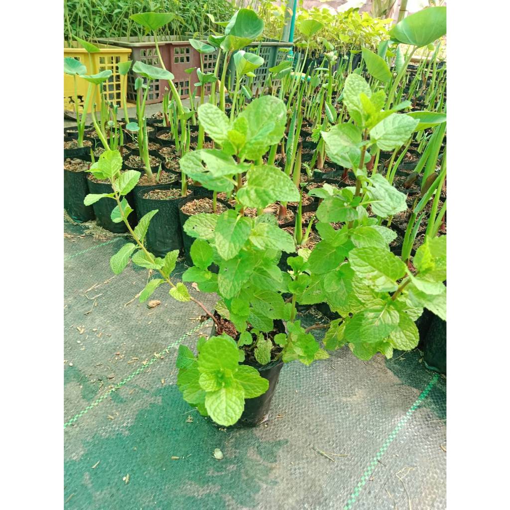 สะระแหน่ ผักสวนครัวพร้อมปลูกในถุงดำ ถุงละ 39 บาท สะระแหน่ Lemon Balm ...