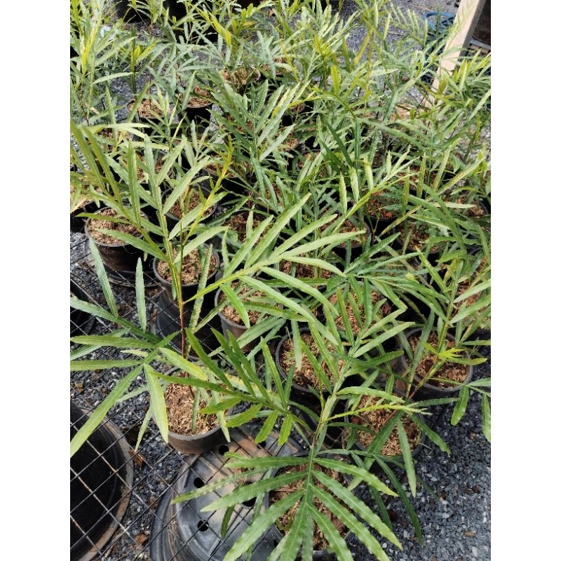ฟิลิเซียม filicium Japanese fern tree เจแปนนิส เฟิร์น ทรี | Shopee Thailand