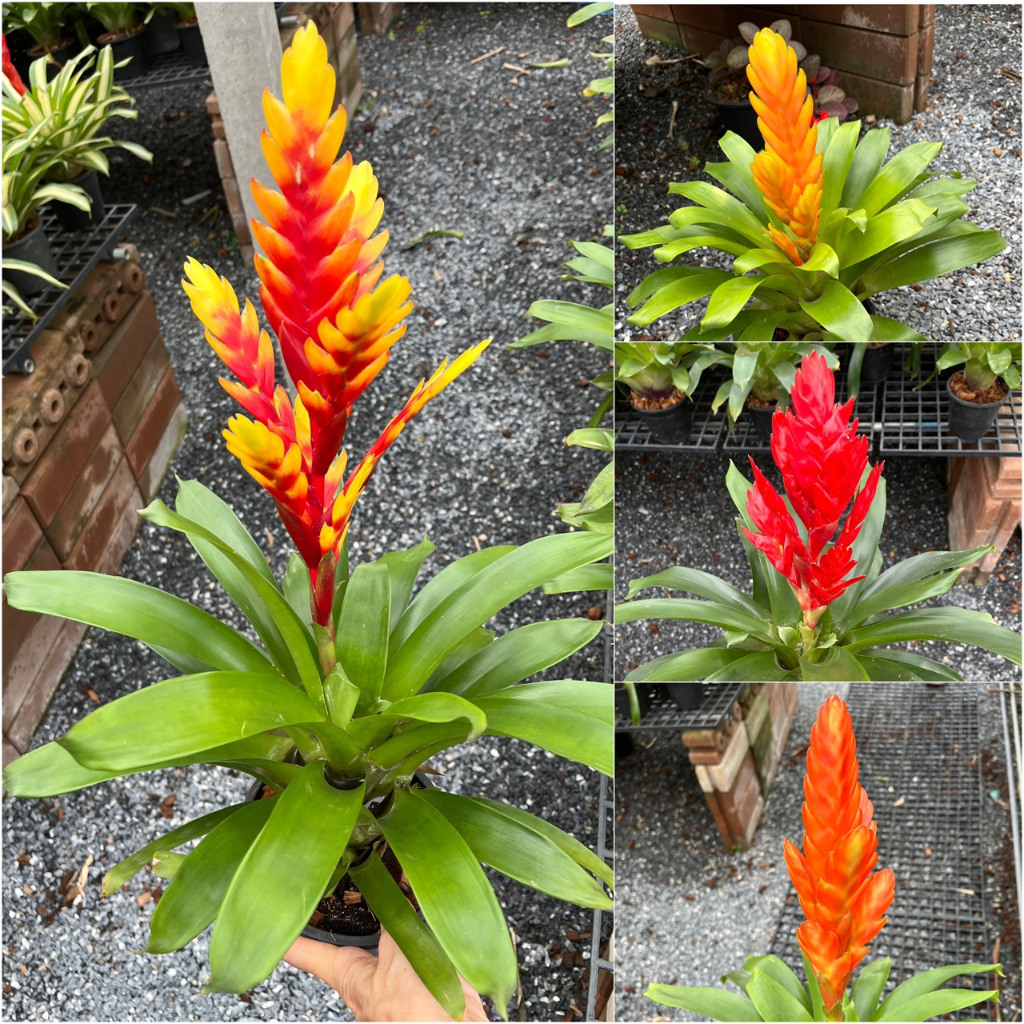 สับปะรดสี วีเซีย ดาบเศรษฐี Vriesea Bromeliads | Shopee Thailand