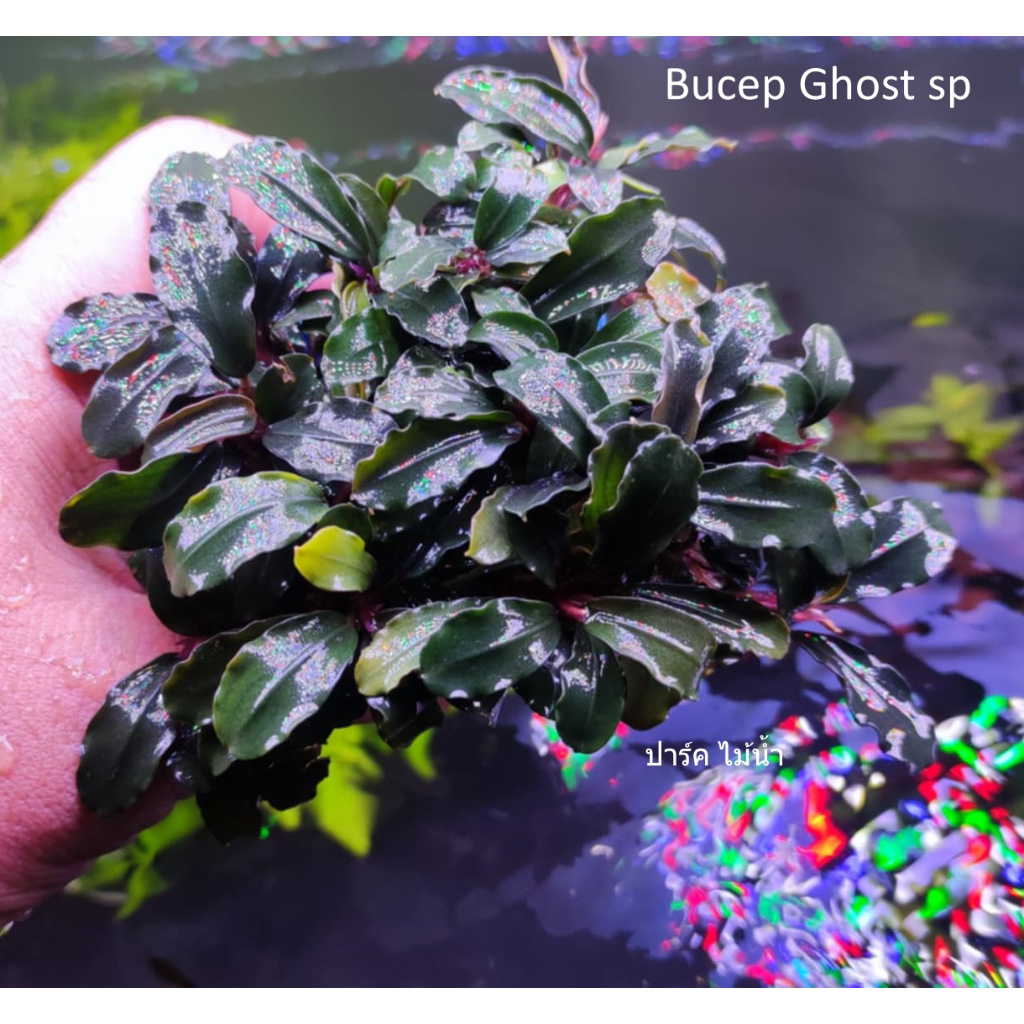 Bucep Ghost sp บูเซปโกส sp1 พอท ร้านปาร์ค ไม้น้ำ พร้อมส่ง | Shopee Thailand