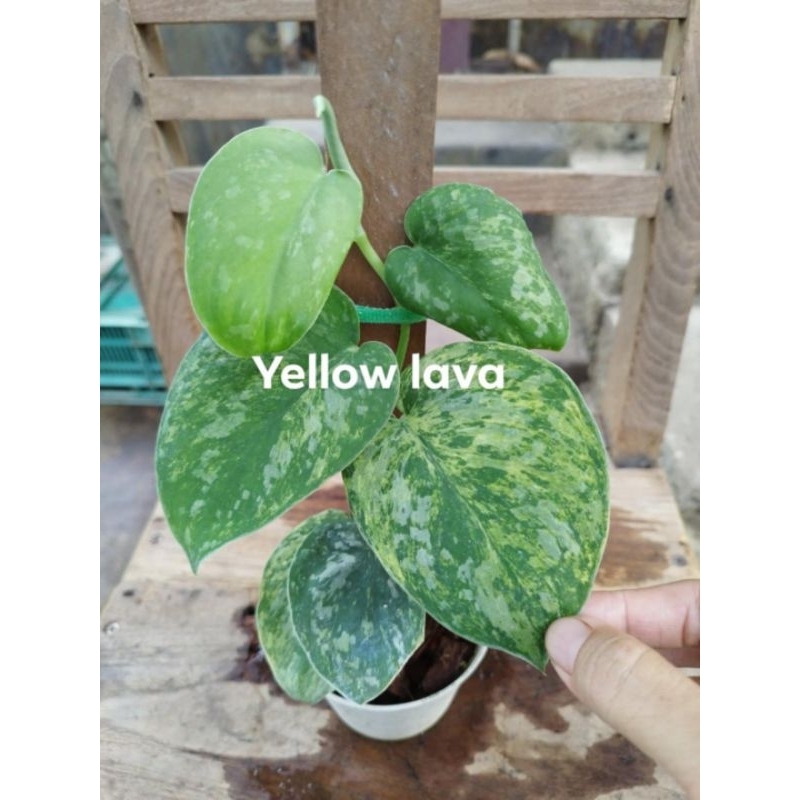 Scindapsus pictus exotica aurea ^yellow lava^ | Shopee Thailand