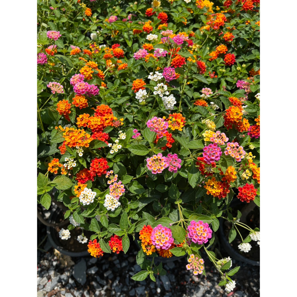 ผกากรองแฟนซี เสียบยอด มีหลายสีในต้น Lantana camara, tick berry | Shopee ...