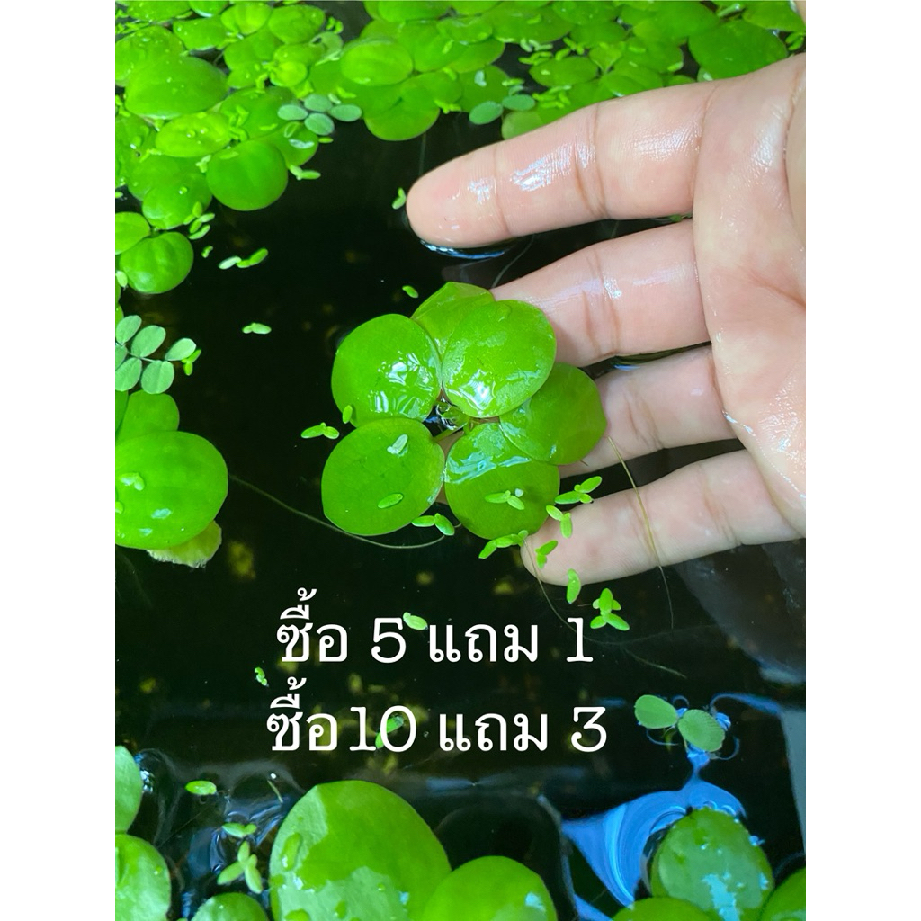 จอกเขียวญี่ปุ่น (Lemna minor)ไม้น้ำ น่ารัก ตกแต่ง อ่างปลา ตู้ปลา สวยงาม ...