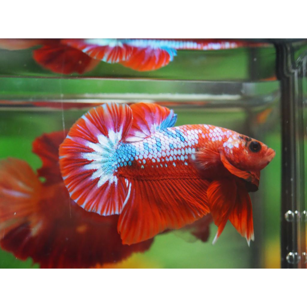 HMPK FANCY HELLBOY RED | Shopee Thailand