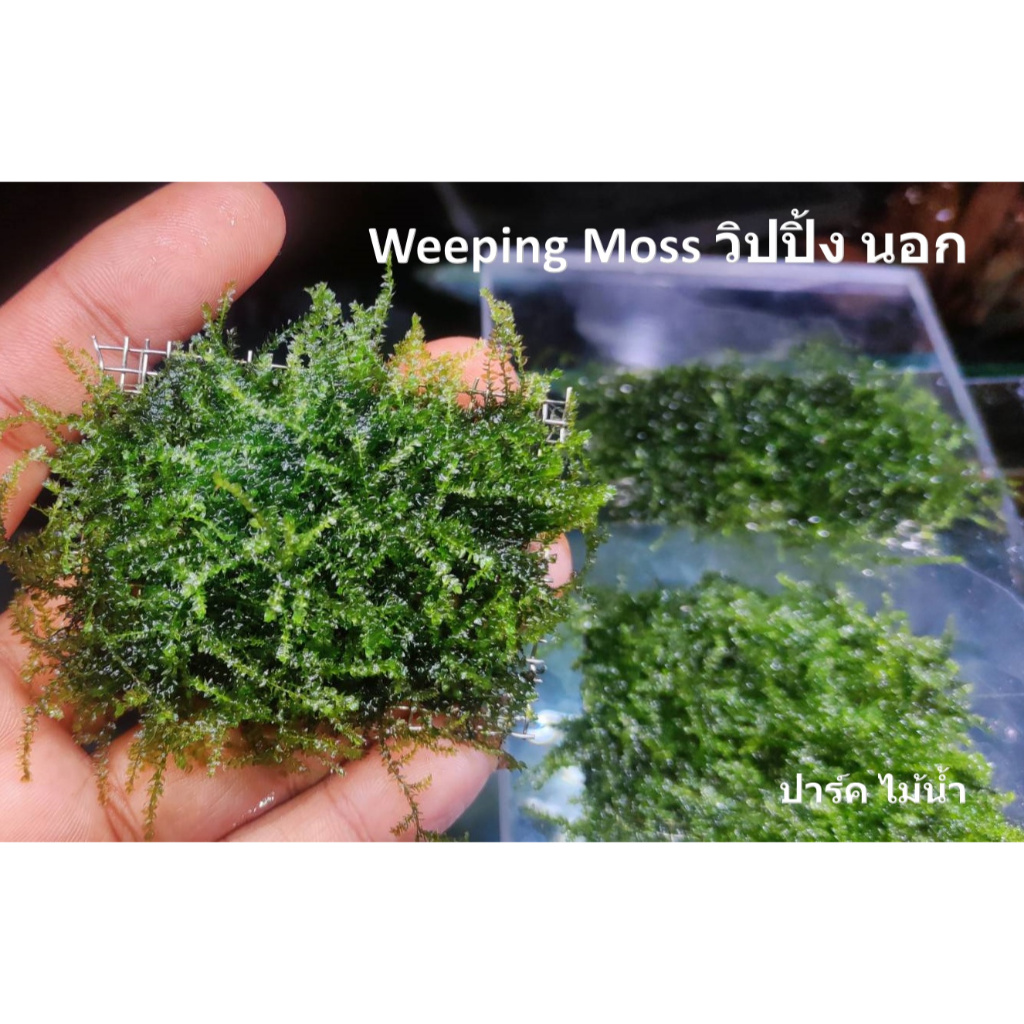 Weeping Moss มอสวิปปิ้ง นอก 1 แผ่น ร้าน ปาร์ค ไม้น้ำ พร้อมส่ง | Shopee ...