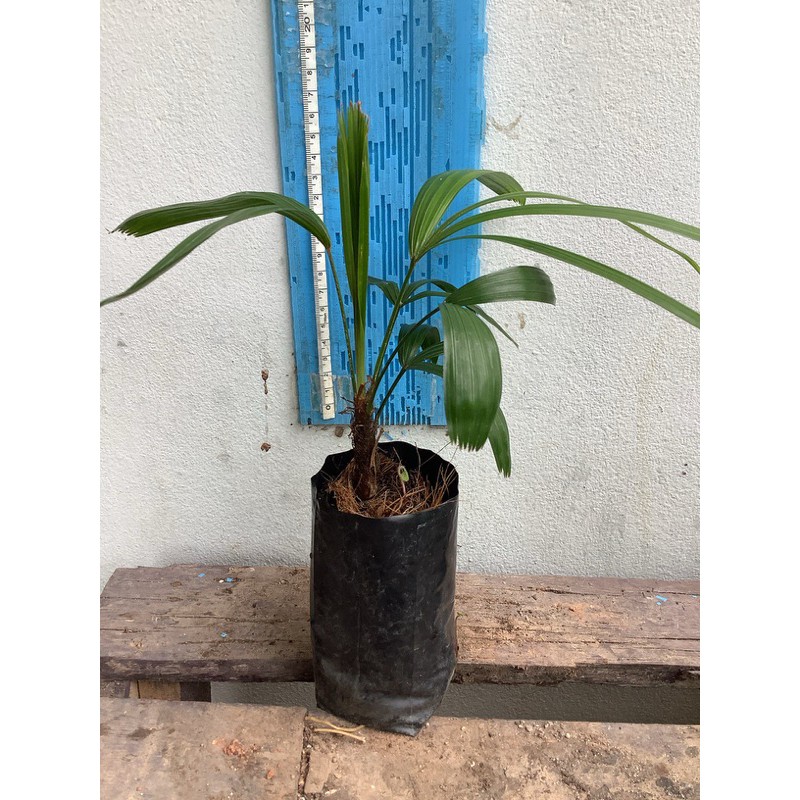 ต้นจั๋ง ไม้ประดับฟอกอากาศได้ด้วย (ต้นเล็ก) | Shopee Thailand