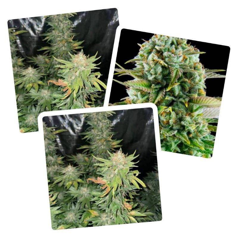 เมล็ดพันธุ์สายพันธุ์ Apricot Oreoz ใช้STSเพศเมีย90-95% | Shopee Thailand