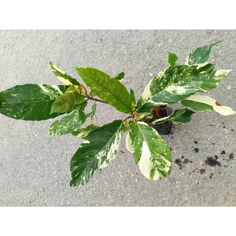 มะเดื่อฉิ่งด่างขาว(Ficus botryocarpa Miq.) | Shopee Thailand