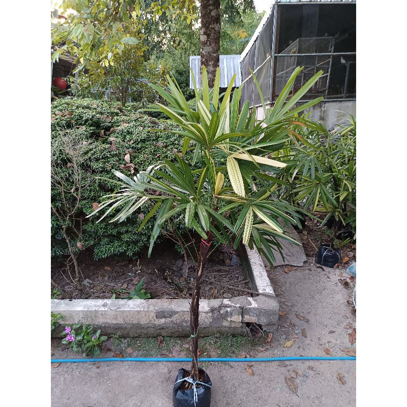 ต้นจั๋งใบด่างฟอร์มสวย พร้อมส่งยกกอไปเลย 300 บาทค่ะ ทักแชทเลือกกอได้ก่อน ...