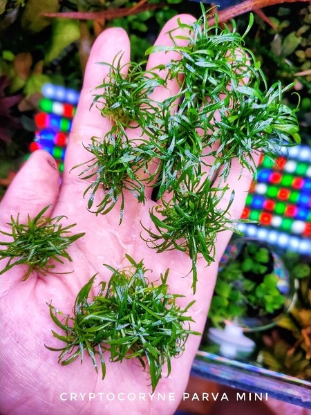 cryptocoryne parva mini ลิ้งนี้คือใบน้ำ 💯% ย้ำไม่ใช่ใบบก ครับ | Shopee ...