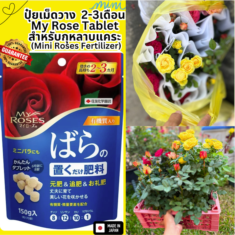 ปุ๋ยกุหลาบเม็ดวาง 2-3เดือน My Rose Tablet ปุ๋ยแนะนำสำหรับกุหลาบแคระ ...