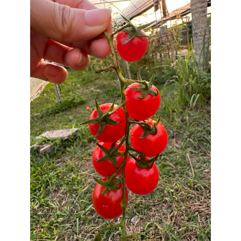 Premium Japanese Round Cherry Tomato 500g มะเขือเทศพรีเมี่ยมเชอร์รี่ ...
