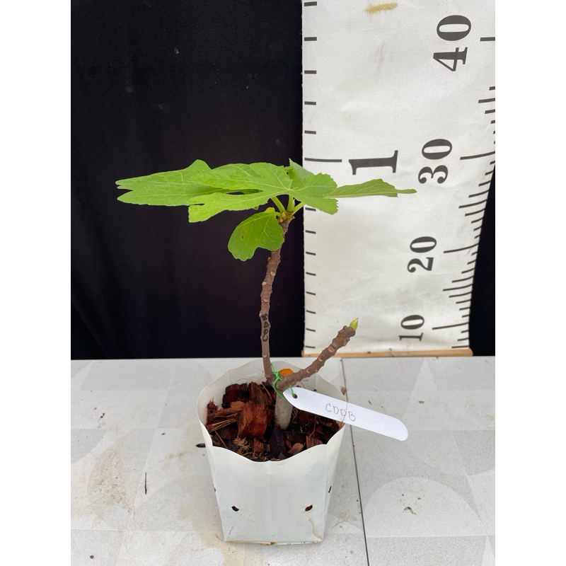 มะเดื่อฝรั่ง fig พันธุ์ CDDB Coll De Dama Blanca | Shopee Thailand