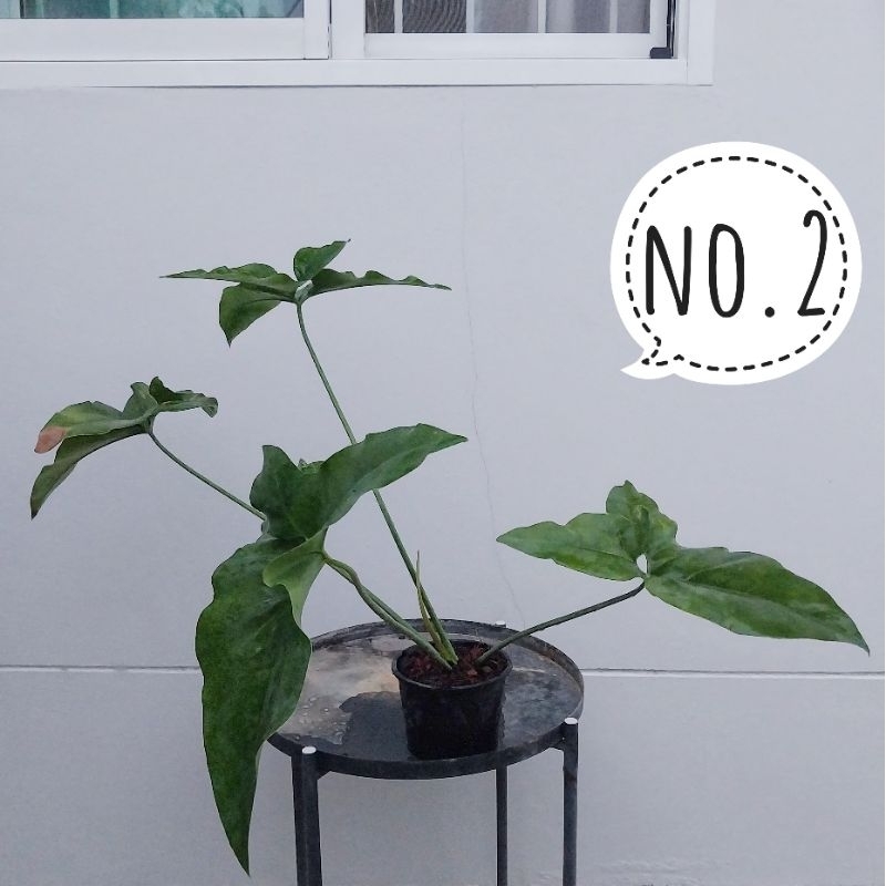 Philodendron Angela, Thaumayophyllum African Fantasy Angela ฟิโลเดนดรอน ...
