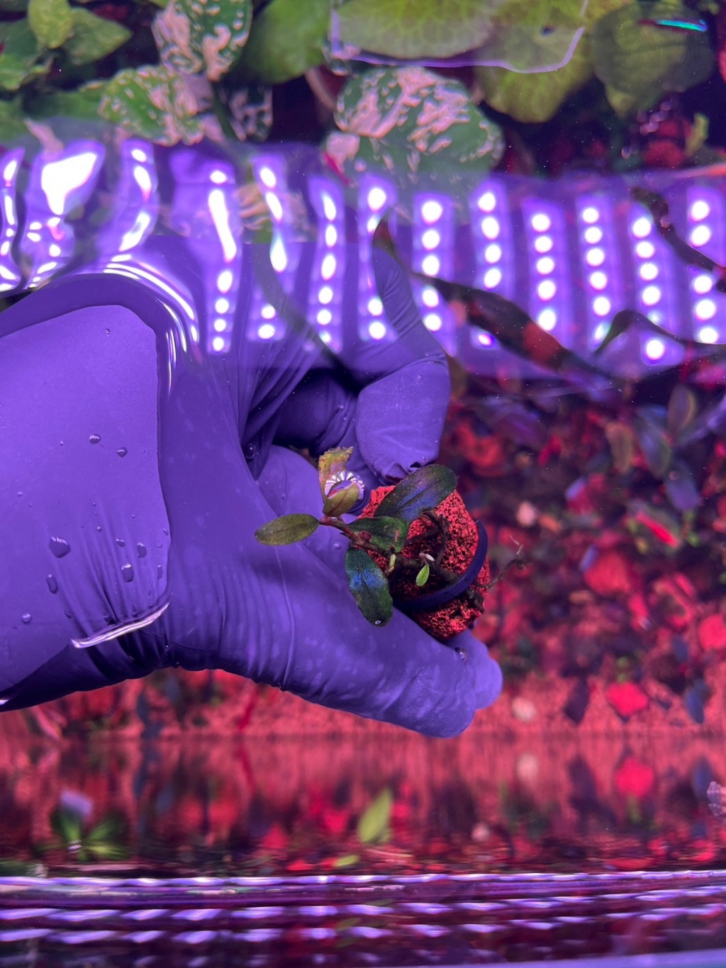 บูเซป Bucephalandra Black venti (Very Rare) ตัวแรร์ต้นลูกตัดแบ่งครับ ใบเข้ม เงา ใบมีเอกลักษณ์ ใบ ...