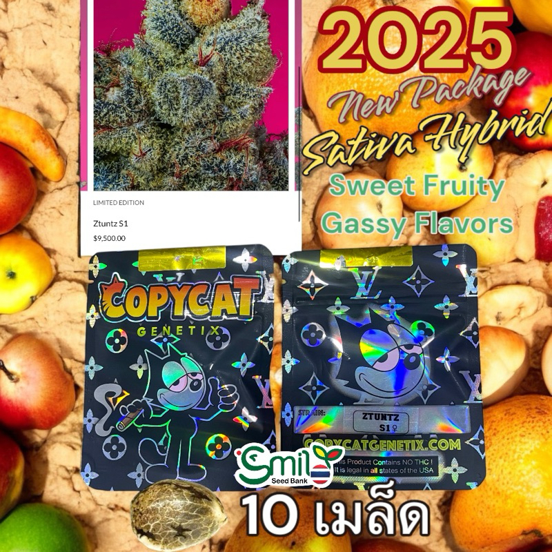 เมล็ดกัญชา Ztuntz S1 (Fem) Sativa Hybrid 2025* - Copycat Genetixx ...