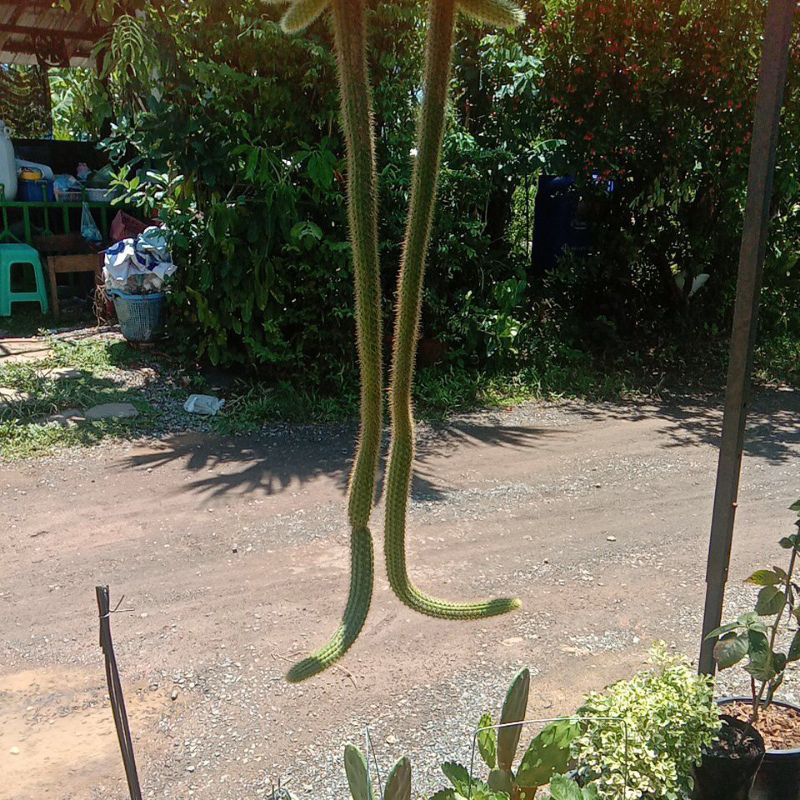 แคคตัส กระบองเพชร หางลิง | Shopee Thailand