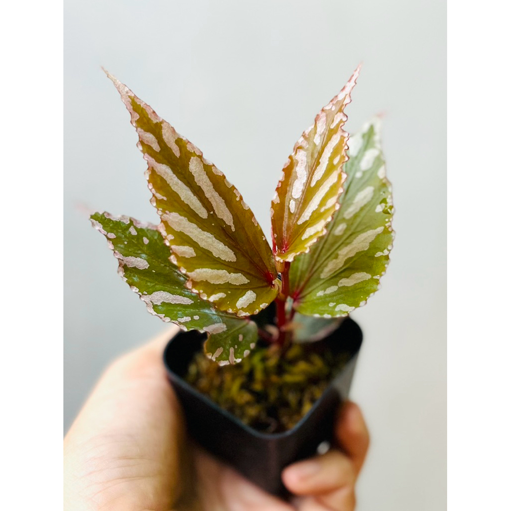 บีโกเนีย begonia Julau | Shopee Thailand