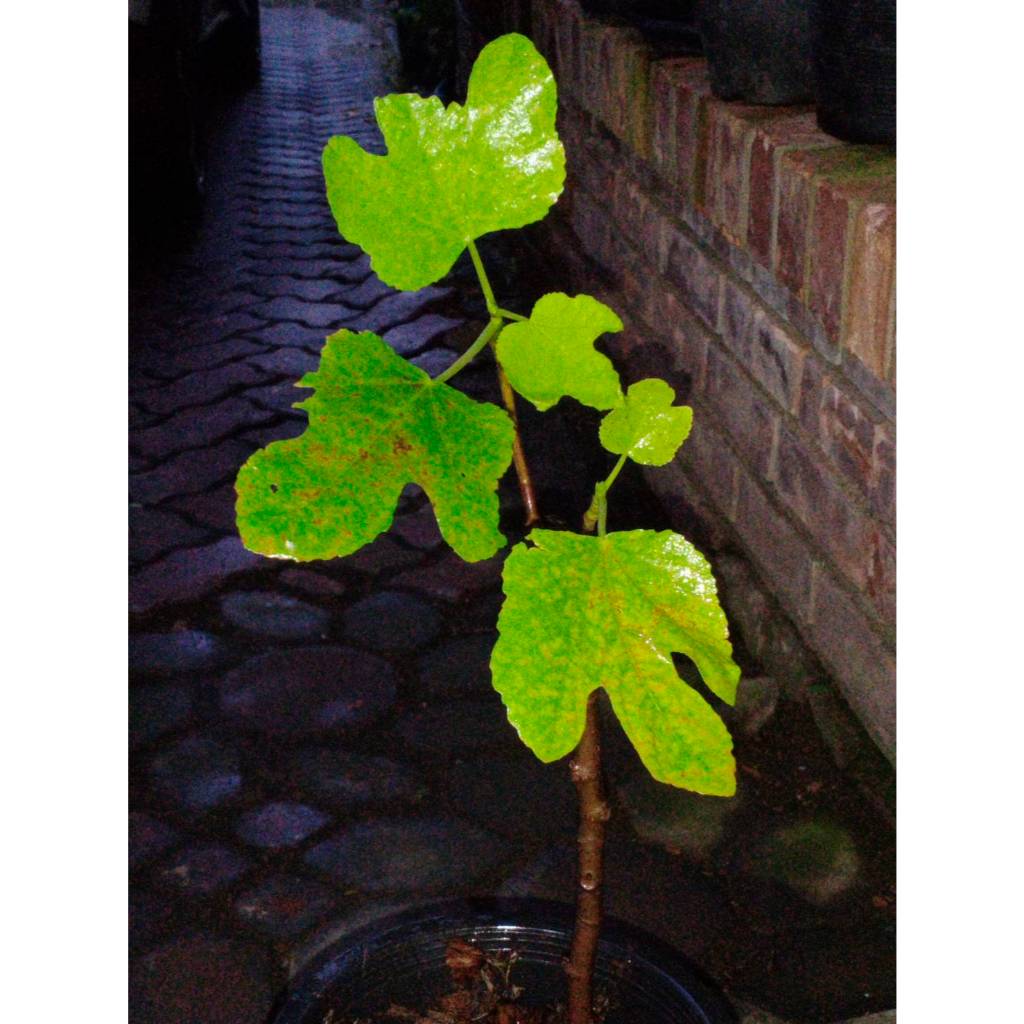 ต้น มะเดื่อฝรั่ง เอ็กเซล Excel fig tree ต้นเสียบยอดตออิรักกี้ กระถาง 8 ...