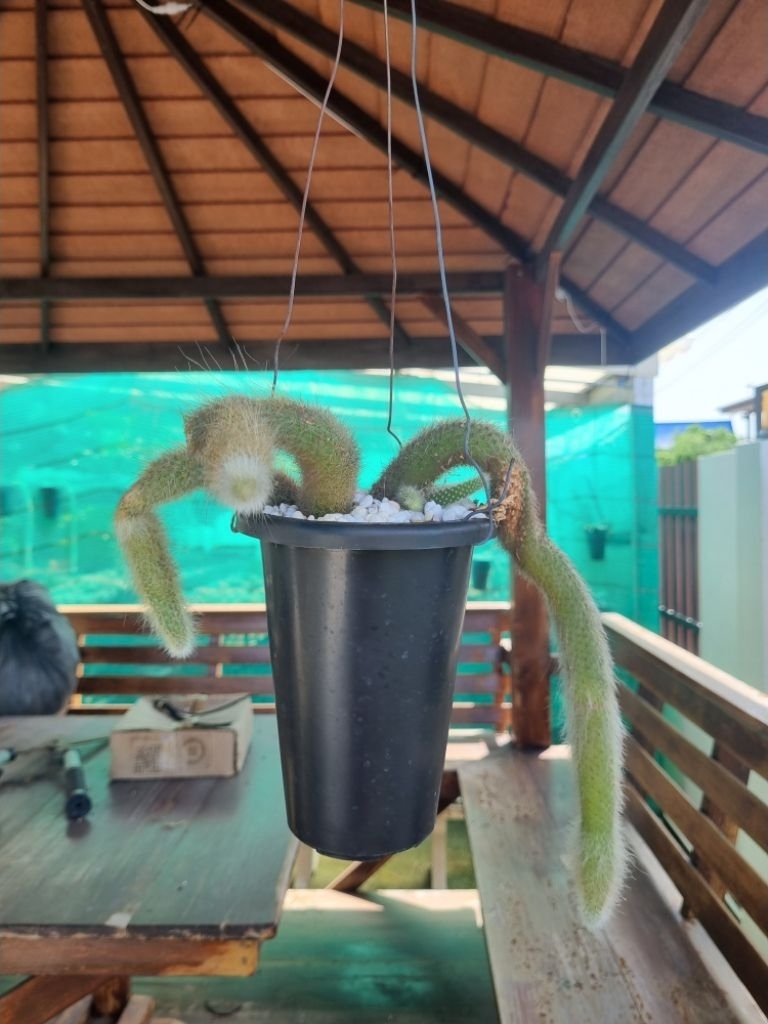 หางลิง แคคตัส อยู่ในกระถางขนาด 5 นิ้ว | Shopee Thailand